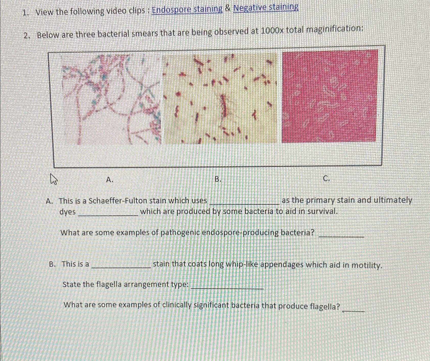 Solved View the following video clips . ﻿Endospore staining | Chegg.com