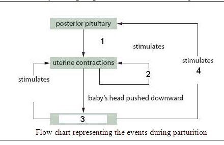Solved Flow chart representing the events during | Chegg.com