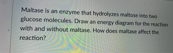 Solved Maltase is an enzyme that hydrolyzes maltose into two | Chegg.com