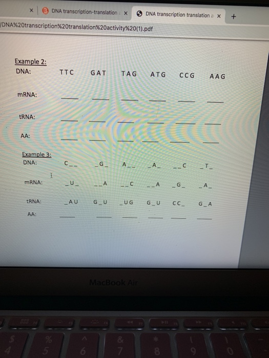 Solved DNA transcription-translation x DNA transcription | Chegg.com