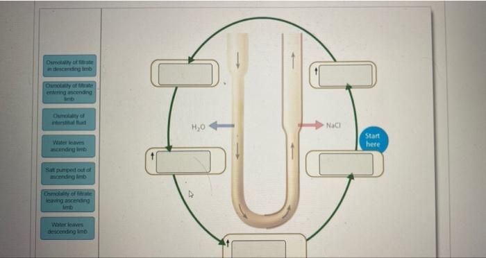 Solved Part C-Countercurrent Multiplier: Positive Feedback | Chegg.com