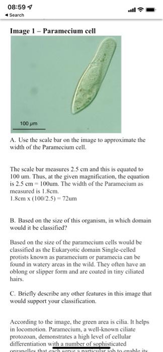 Solved Image 1 - Paramecium cell A. Use the scale bar on the | Chegg.com