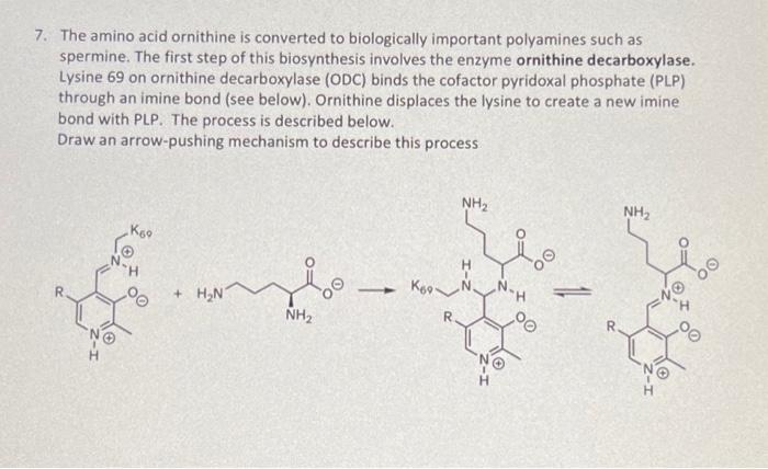 Solved 7. The amino acid ornithine is converted to | Chegg.com