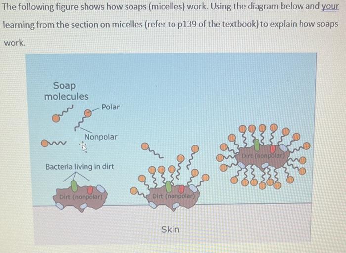 1. A) Define amphipathic molecules using drawings and | Chegg.com