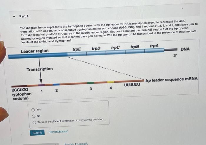 Solved The diagram below represents the tryptophan operon | Chegg.com