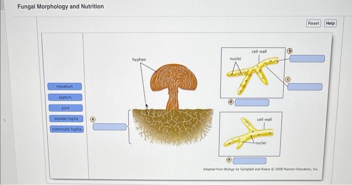 Solved Fungal Morphology and Nutrition | Chegg.com
