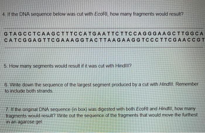 Solved 4. If the DNA sequence below was cut with EcoRI, how | Chegg.com