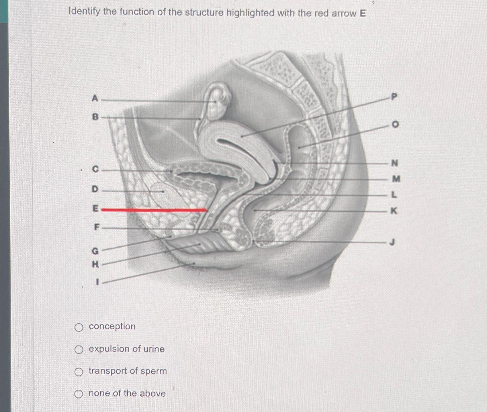 Solved Identify the function of the structure highlighted | Chegg.com