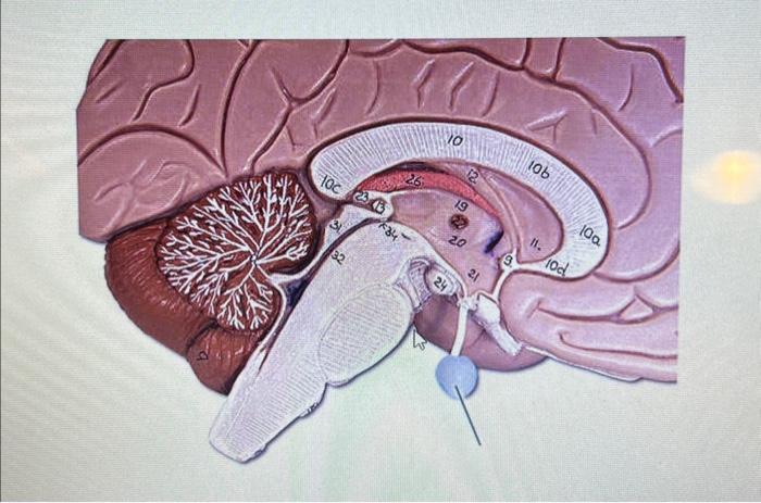 Solved identify the highlighted structure. | Chegg.com