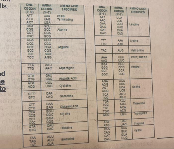 Solved TTG MAC CY AC Use your codon chart to determine the | Chegg.com