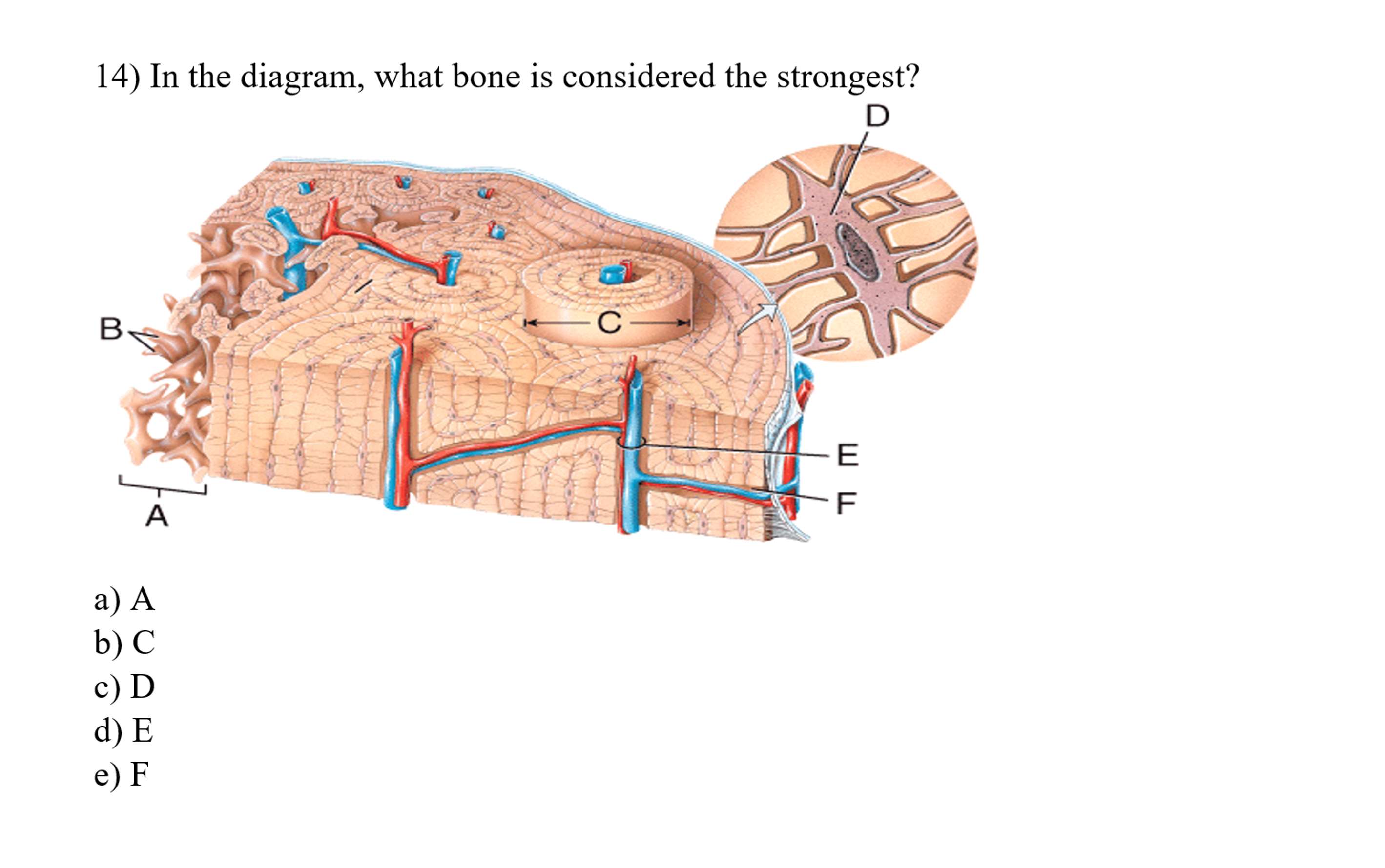 Solved In the diagram, what bone is considered the | Chegg.com