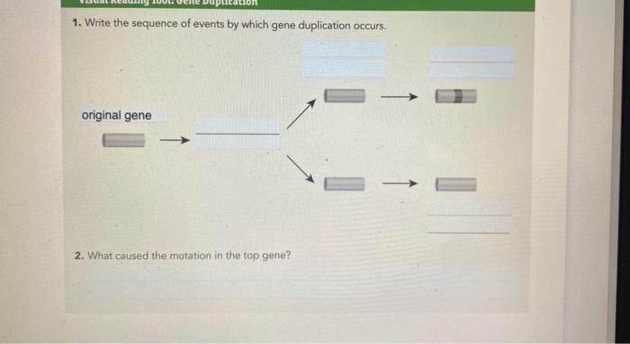 Solved 1. Write the sequence of events by which gene | Chegg.com