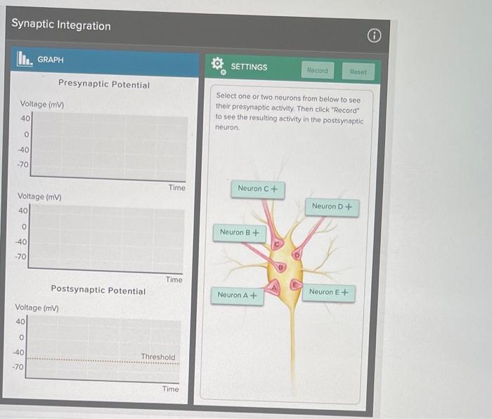 Solved Required information Synaptic Integration Synaptic | Chegg.com