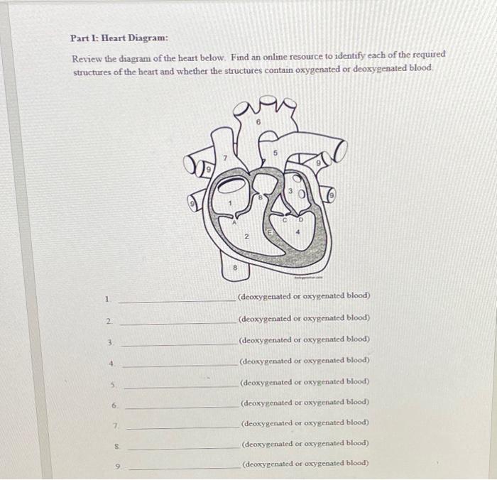 Solved Part I: Heart Diagram: Review the diagram of the | Chegg.com