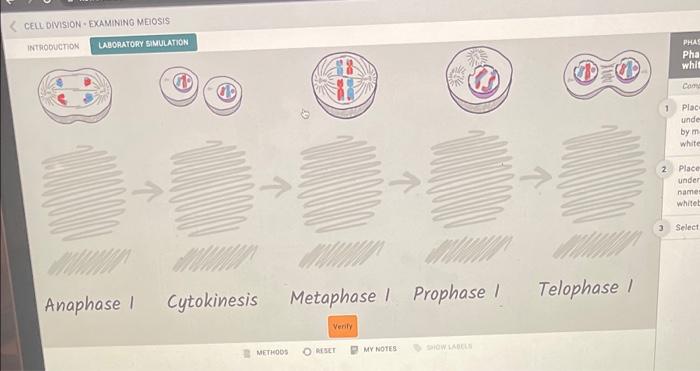 (CELL DIVISION EXAMINING MEIOSIS INTRODUCTION | Chegg.com