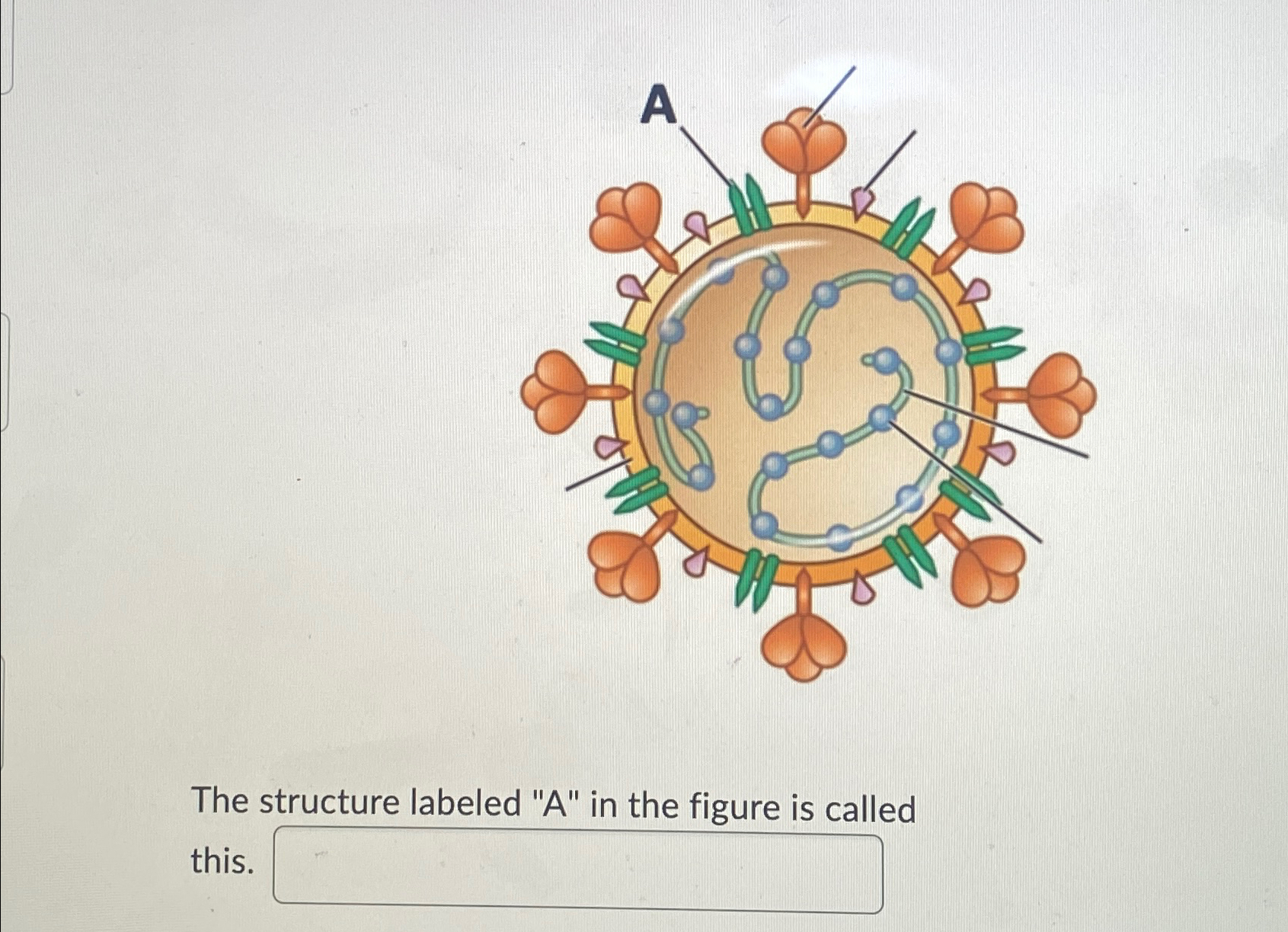 Solved The structure labeled " A " ﻿in the figure is called | Chegg.com
