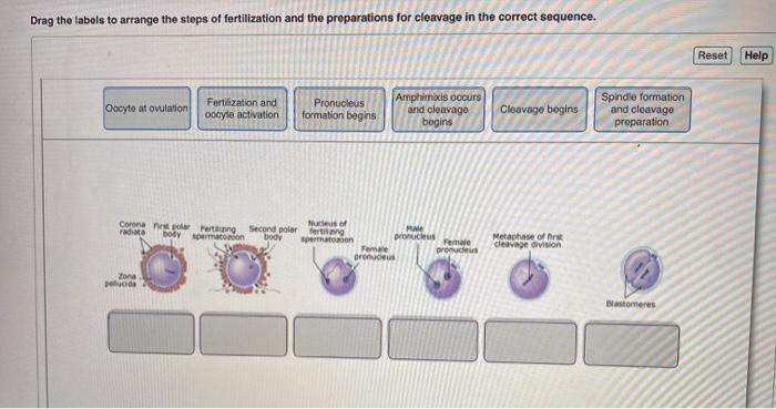 Solved Drag the labels to identify the stages of cleavage | Chegg.com