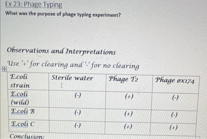 Solved Ex 23: Phage Typing What was the purpose of phage | Chegg.com