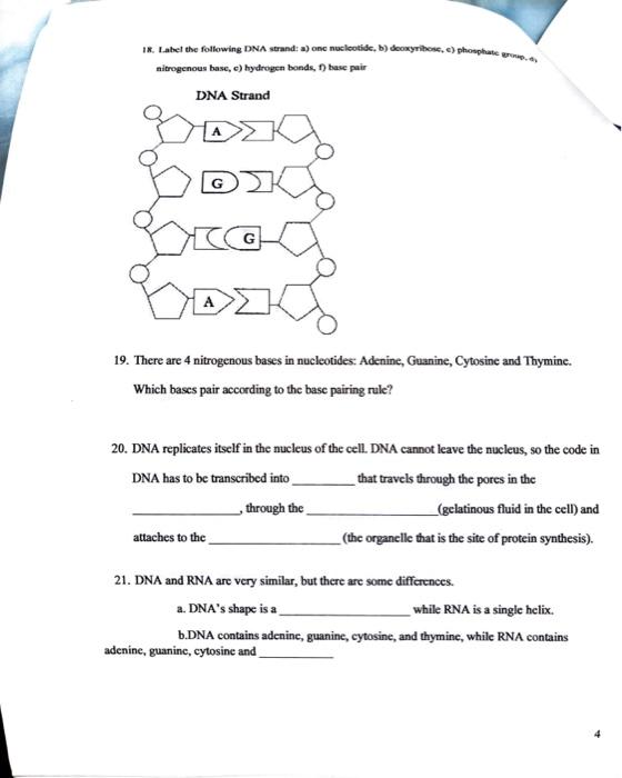 Solved 18. Label the following DNA strand: a) one | Chegg.com