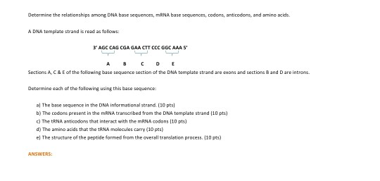 Solved Determine the relationships among DNA base sequences, | Chegg.com