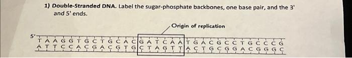 Solved 1) Double-Stranded DNA. Label the sugar-phosphate | Chegg.com