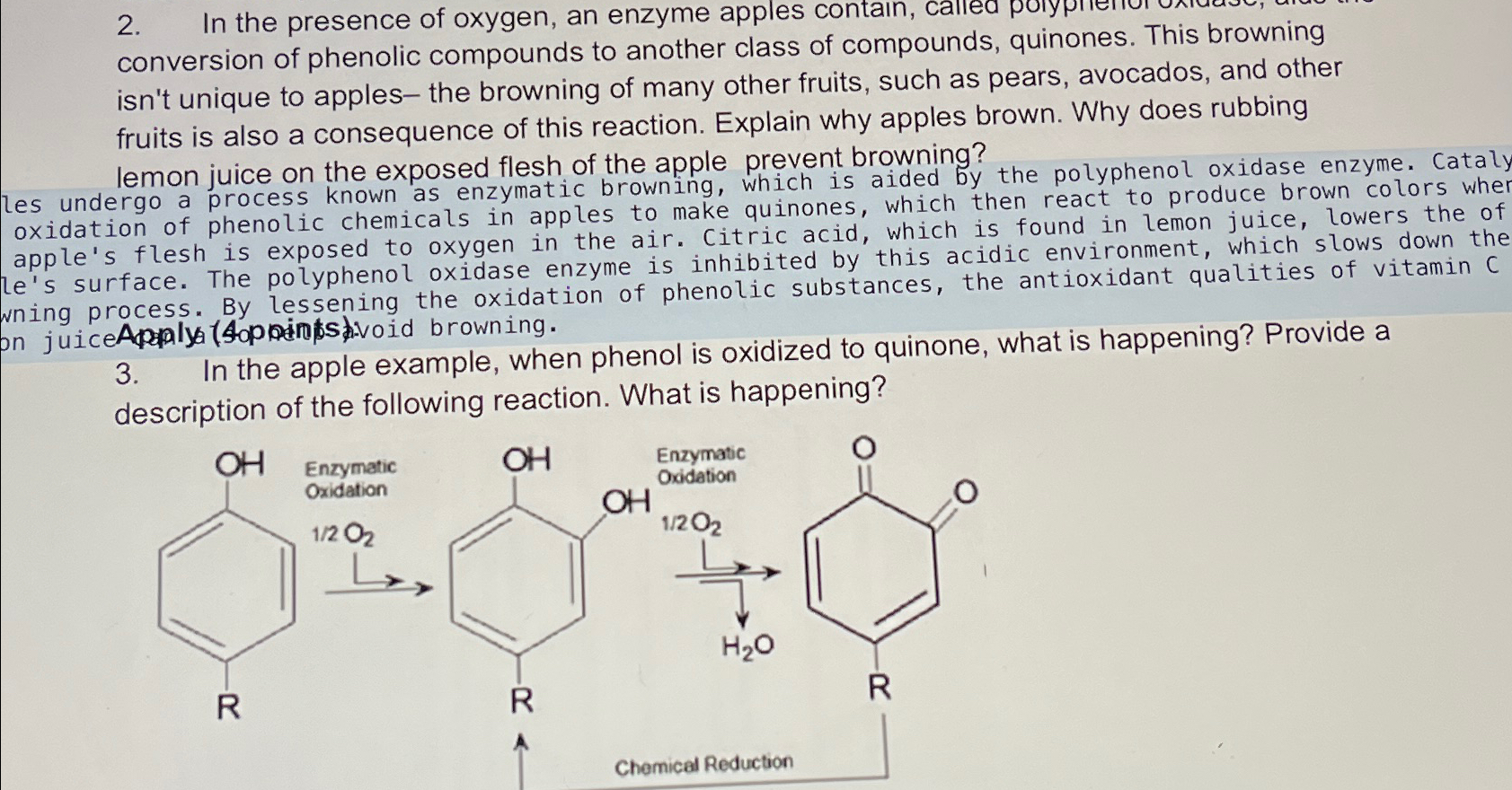 Solved In the presence of oxygen, an enzyme apples contain, | Chegg.com