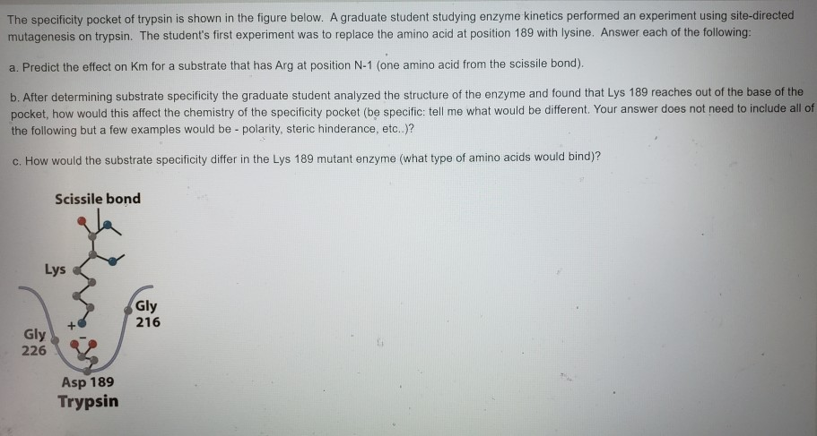 Solved The specificity pocket of trypsin is shown in the | Chegg.com