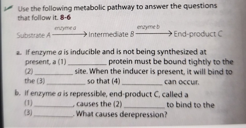 Solved Use the following metabolic pathway to answer the | Chegg.com