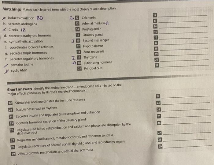 Solved 12 13 14 15 16 Matching: Match each lettered term | Chegg.com