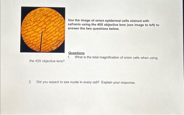 Solved the 40X objective lens? Use the image of onion | Chegg.com