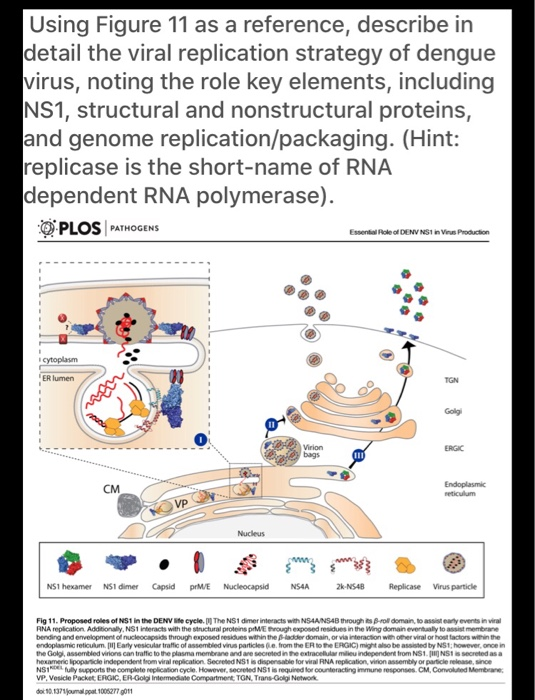 Solved Using Figure 11 as a reference, describe in detail | Chegg.com