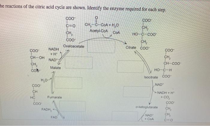 Solved The reactions of the citric acid cycle are shown. | Chegg.com