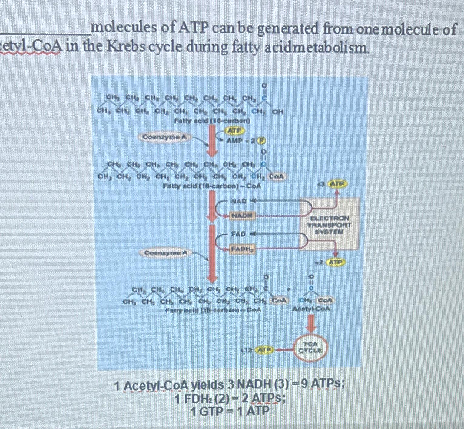 molecules of ATP can be generated from one molecule | Chegg.com