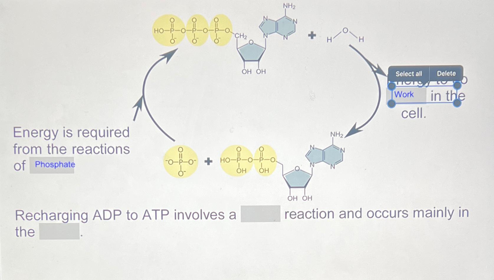 Solved Recharqing ADP to ATP involves a reaction and occurs | Chegg.com