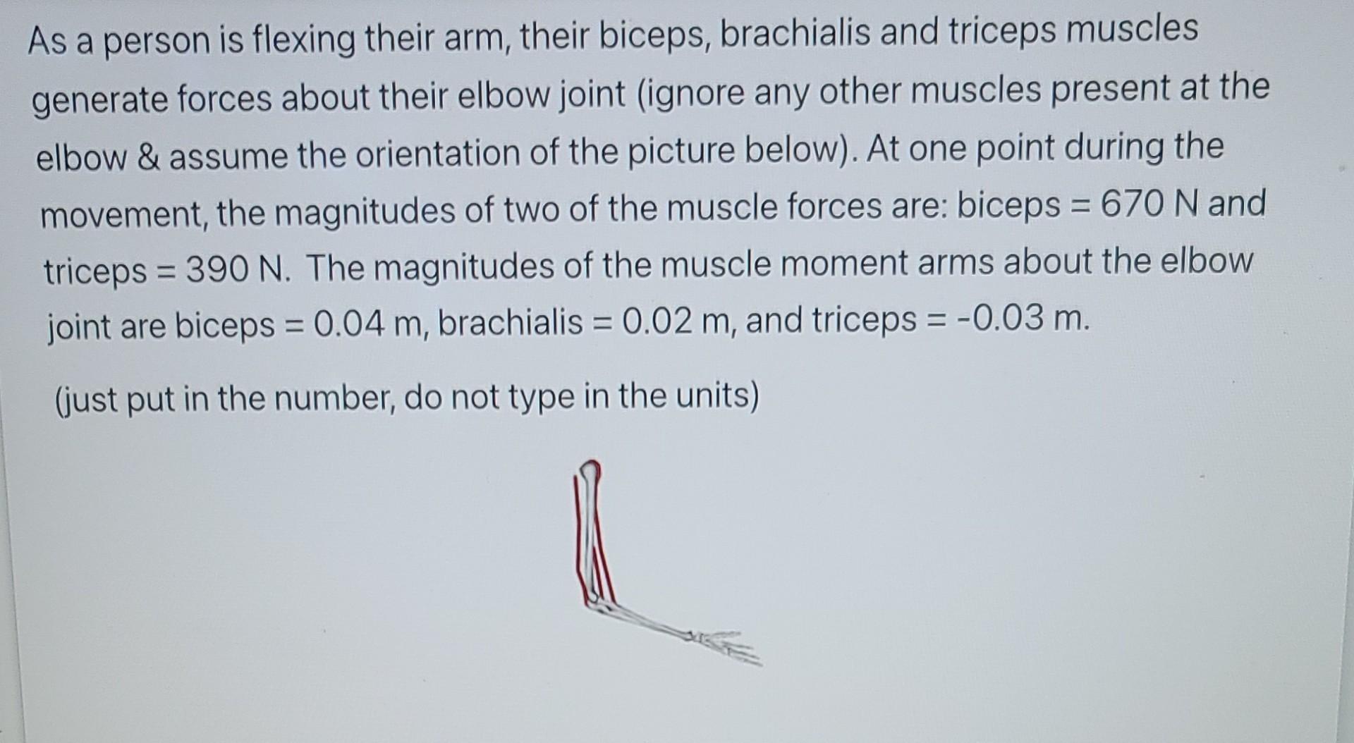 Solved As a person is flexing their arm, their biceps, | Chegg.com
