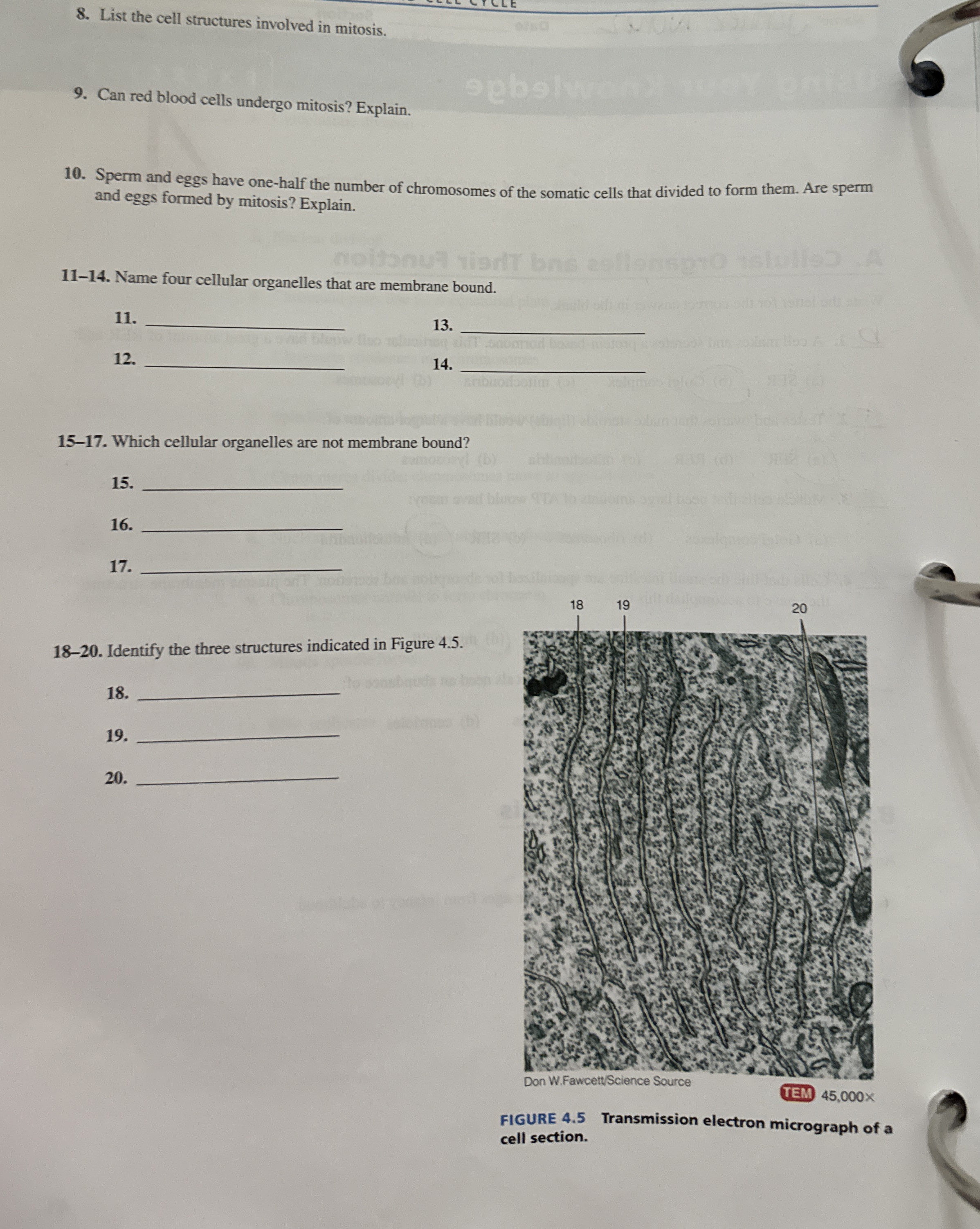 Solved List the cell structures involved in mitosis.Can red | Chegg.com