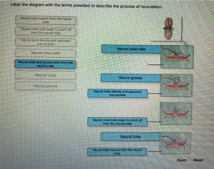 Solved Label the diagram with the terms provided to describe | Chegg.com