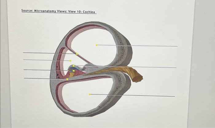 Solved Source: Microanatomy Views: View 9: Inner | Chegg.com