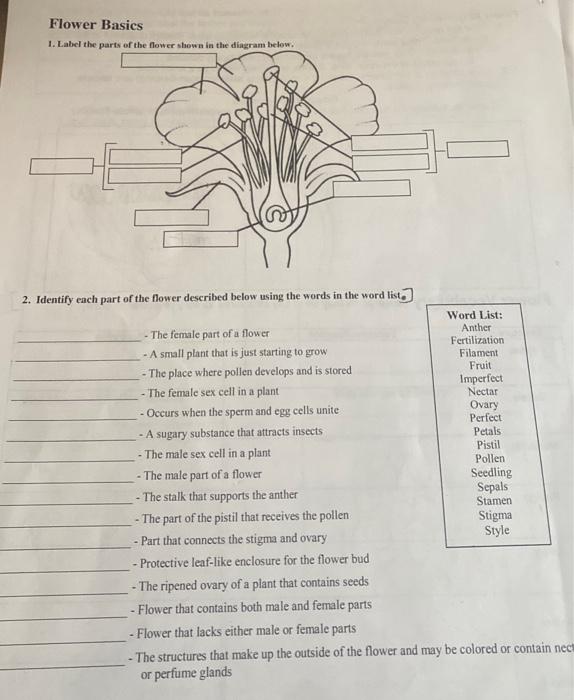 Solved Flower Basics 2. Identify each part of the flower | Chegg.com