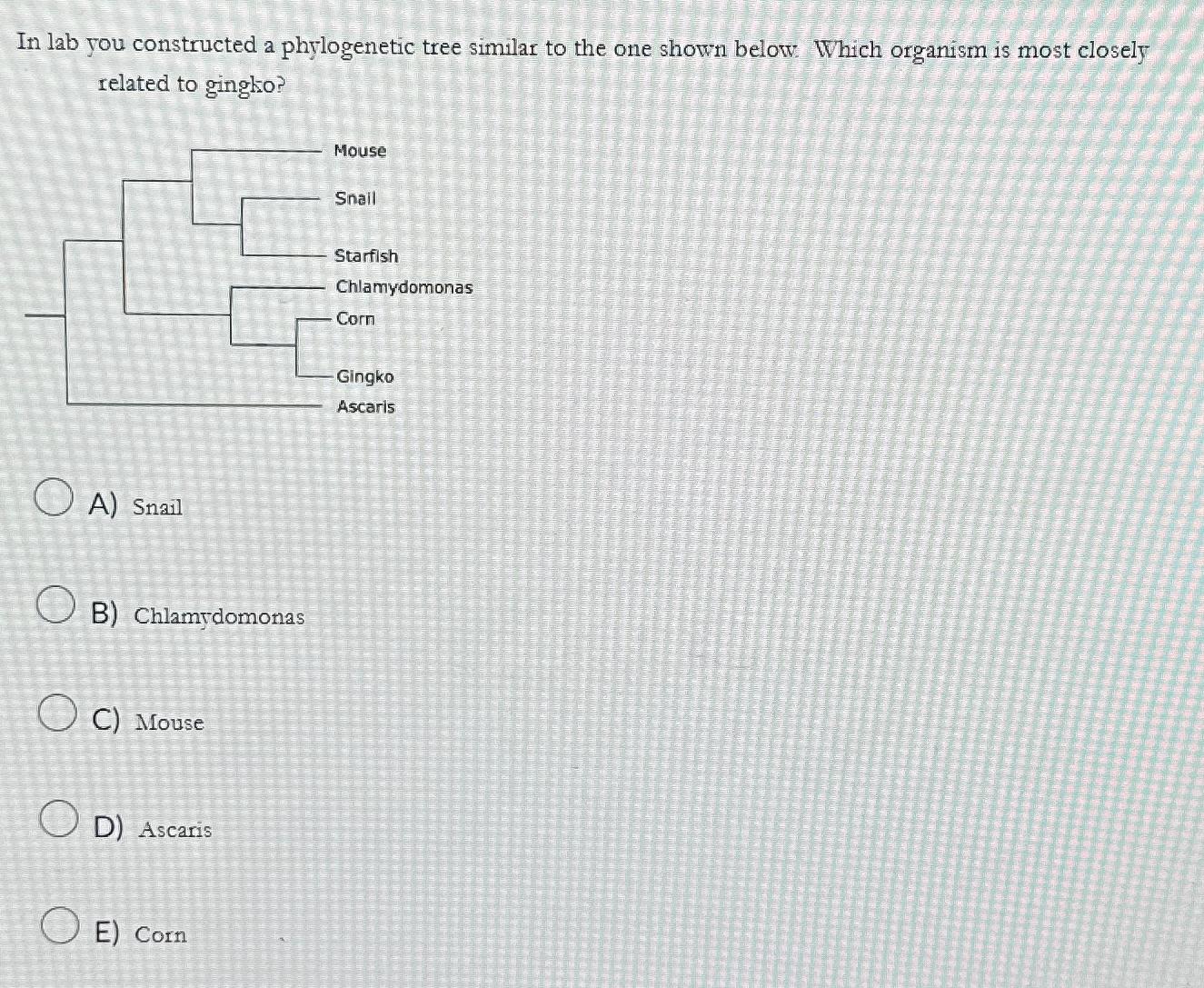 Solved In lab you constructed a phylogenetic tree similar to | Chegg.com