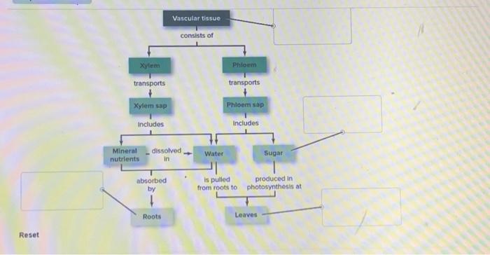 Solved How do parasitic plants fit into the concept map | Chegg.com