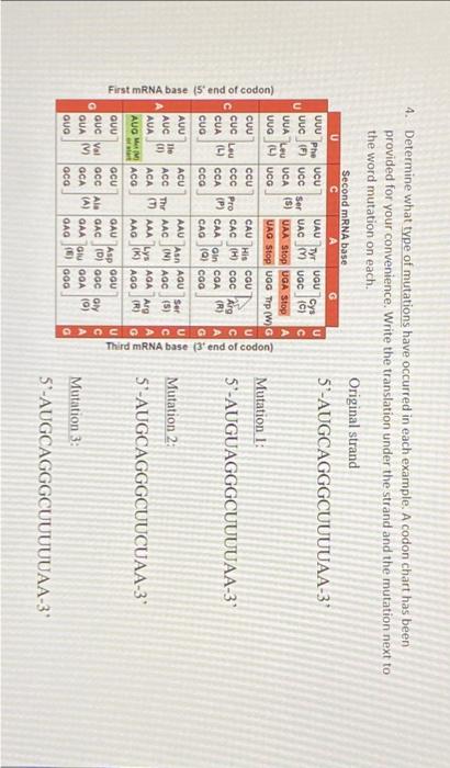 Solved First mRNA hase is'end of codoni | Chegg.com