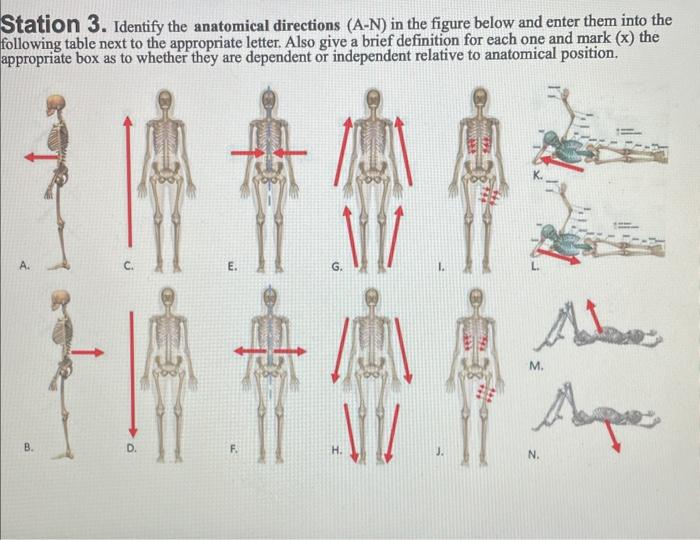 Anatomical Directions Chart