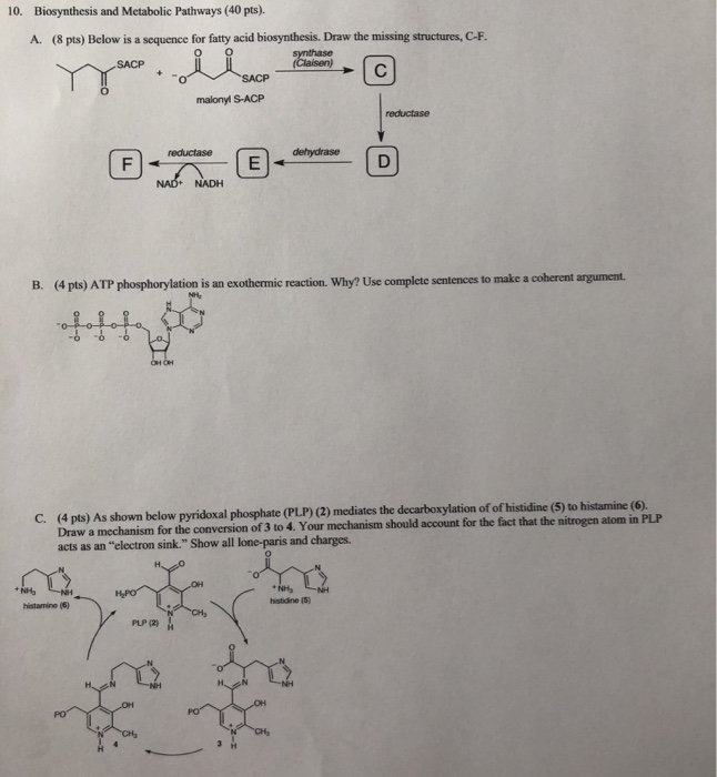 Solved 10. Biosynthesis and Metabolic Pathways (40 pts). A. | Chegg.com