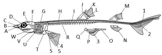 Solved Squalus Axial and Appendicular Skeleton: Identify the | Chegg.com