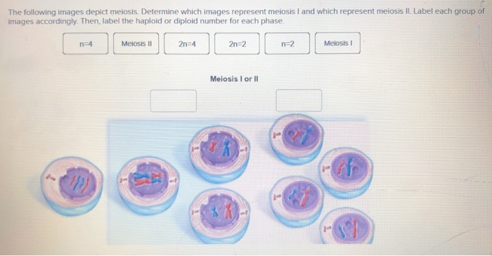 Solved The following images depict meiosis. Determine which | Chegg.com Solved The following images depict meiosis. Determine which | Chegg.com