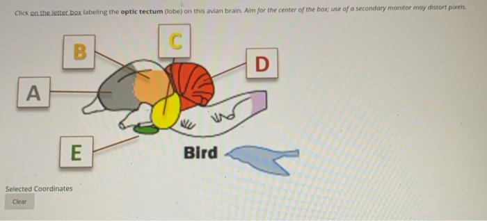 Solved Refer to the illustration of the teleost heart | Chegg.com