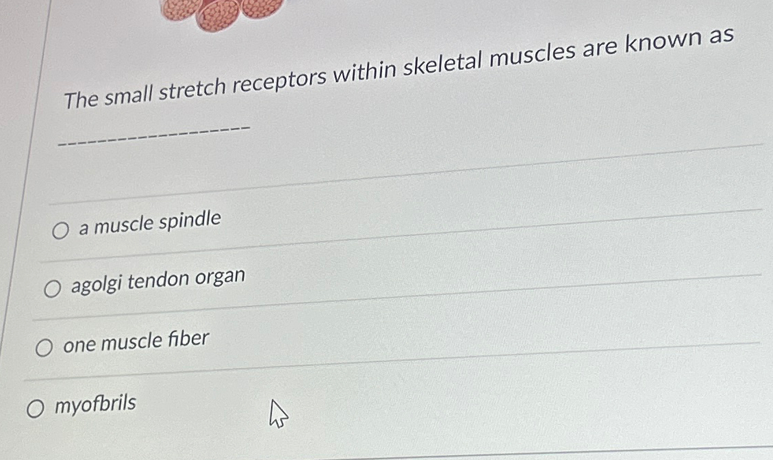 Solved The small stretch receptors within skeletal muscles | Chegg.com