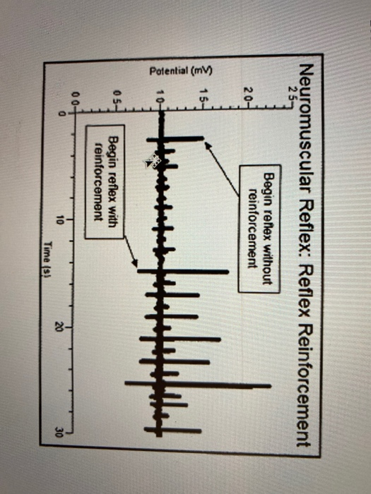 Solved Neuromuscular Reflex: Reflex Reinforcement 25- Begin | Chegg.com