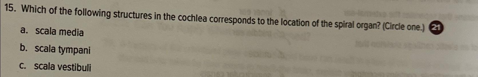 Solved Which of the following structures in the cochlea | Chegg.com